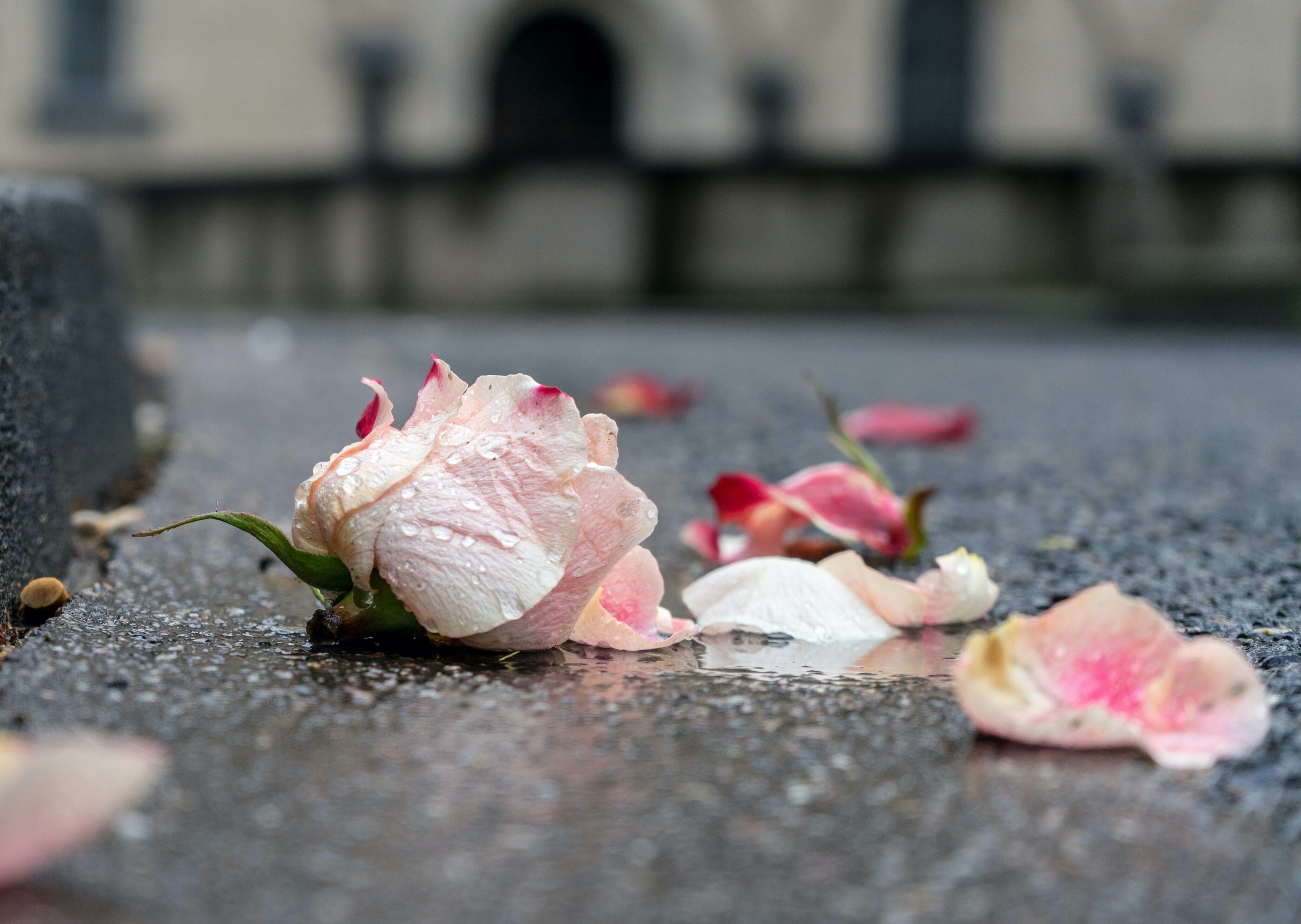 Experiencing Grief and Learning to Live with Loss II - Focus on the ...