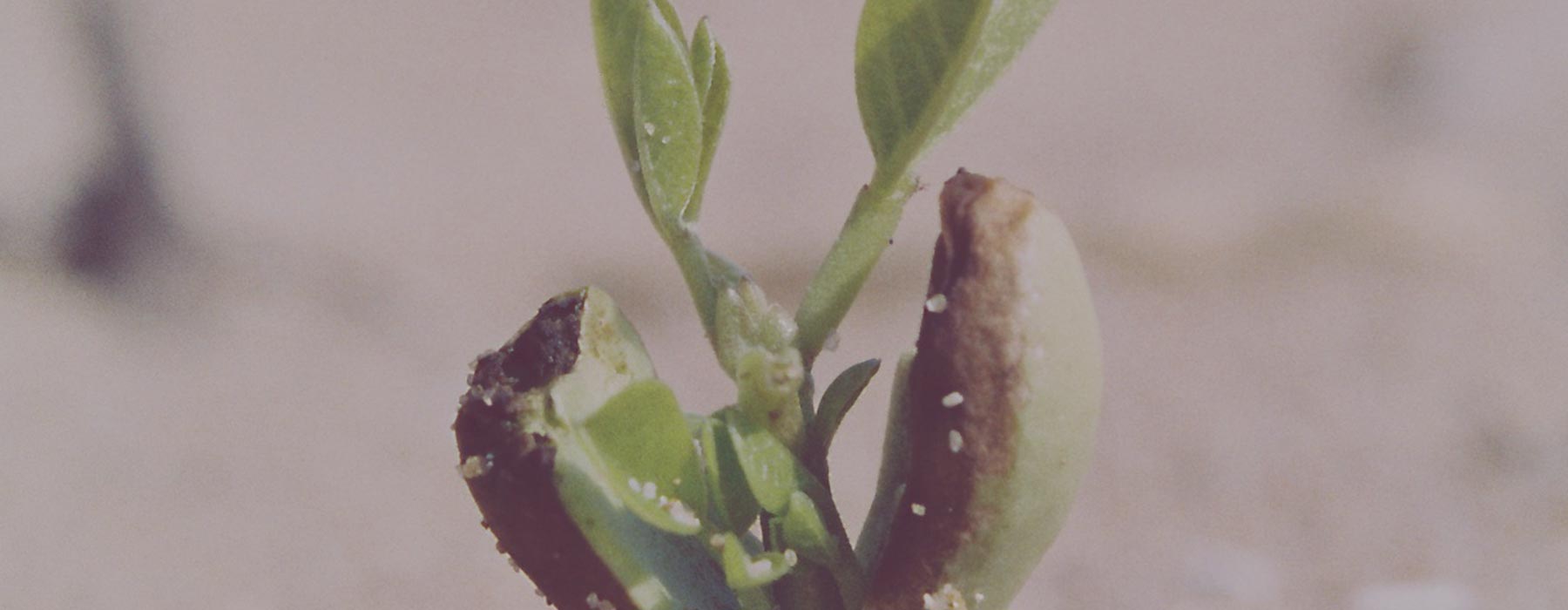 The Power of Perseverance - Focus on the Family Australia